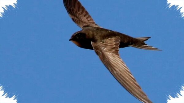 Keunikan Burung Walet Kelapa: Otot Sayap Kuat dan Kemampuan Terbang ...