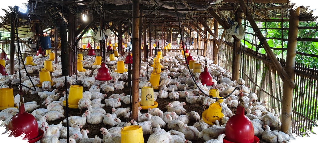 Harga Ayam Bertahan Di Rp38.000 Per Kg, Selisih Tipis Antar Kota Buka ...